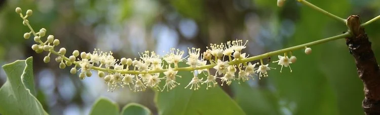 Terminalia erythrocarpa (Pink Plum) — Territory Native Plants
