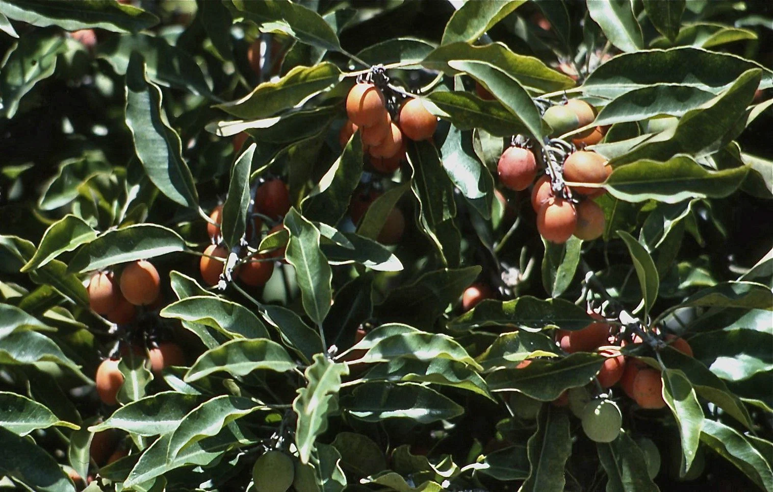 Mimusops elengi (NT Native) — Territory Native Plants