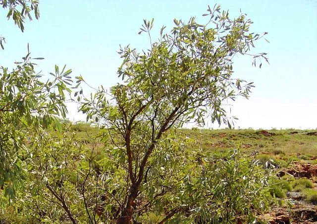 Terminalia canescens (Winged Nut Tree) — Territory Native Plants