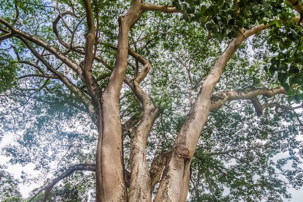Enterolobium cyclocarpum (Monkey Ear Pod) — Territory Native Plants
