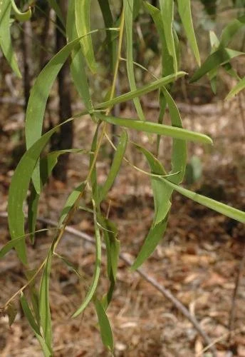 Acacia oncinocarpa (Hook-Fruit Wattle) — Territory Native Plants