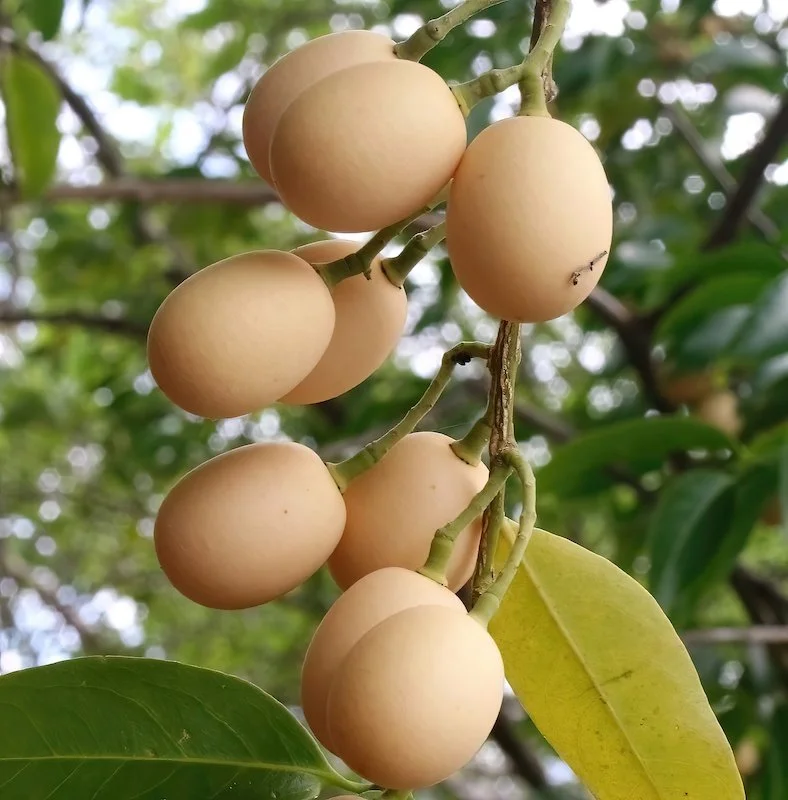 Opilia amentacea (Opilia) — Territory Native Plants