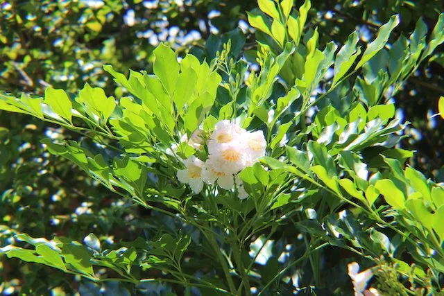 Radamanchera (Yunnanensis) — Territory Native Plants