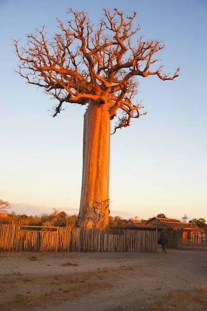 Adansonia digitata (African baobab) — Territory Native Plants