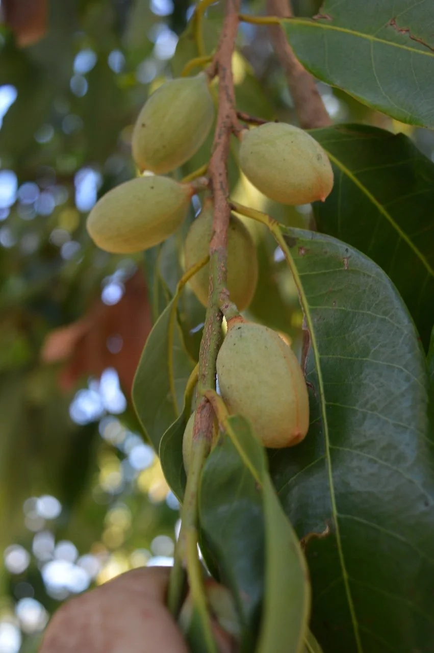 Myristica insipida (Wild Nutmeg) — Territory Native Plants