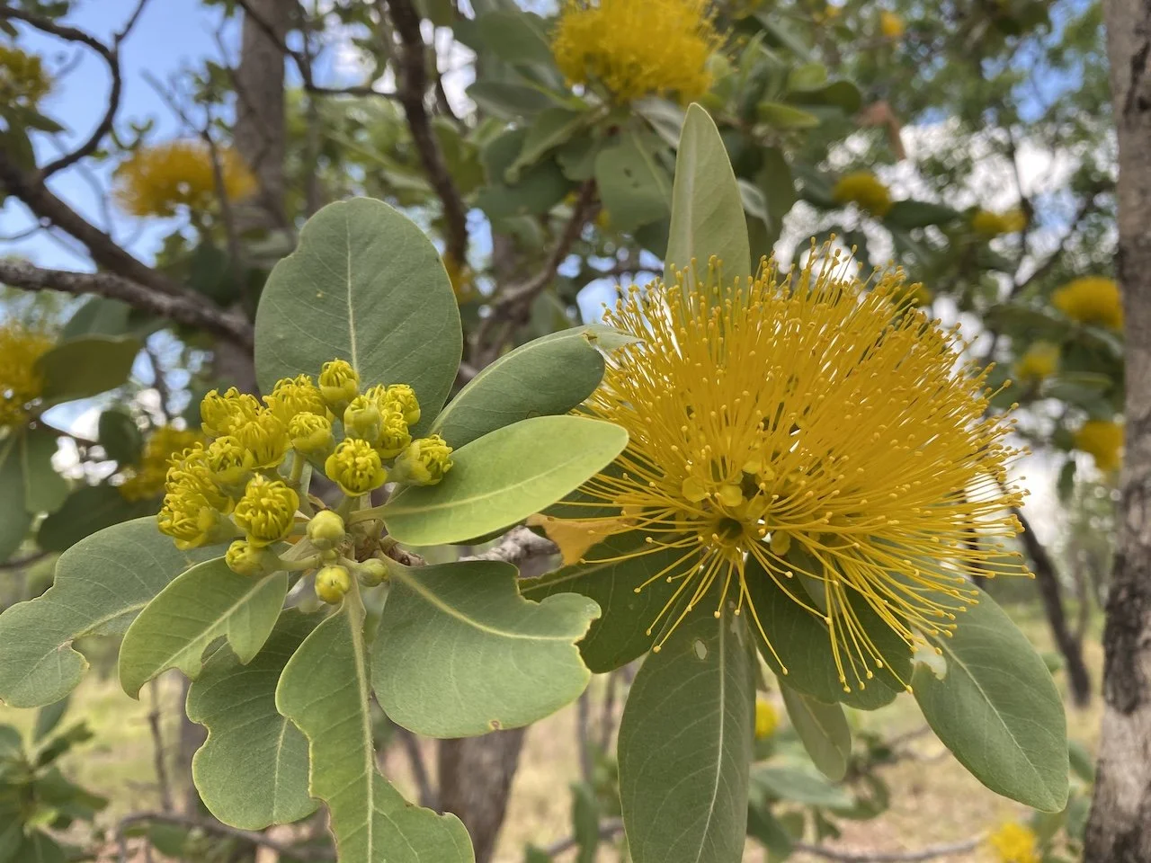 Xanthostemon paradoxus (Bridal tree) — Territory Native Plants