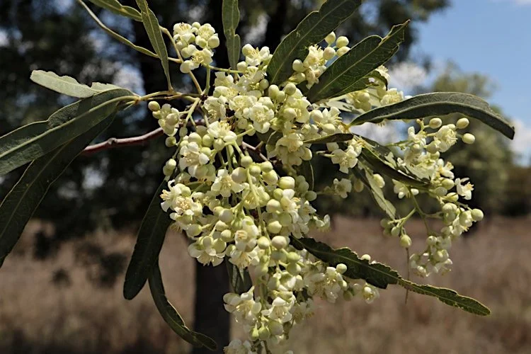 Atalaya hemiglauca (Whitewood) — Territory Native Plants