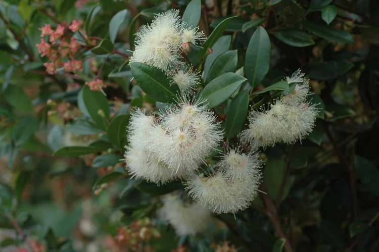 Syzygium australe (Resilience) — Territory Native Plants