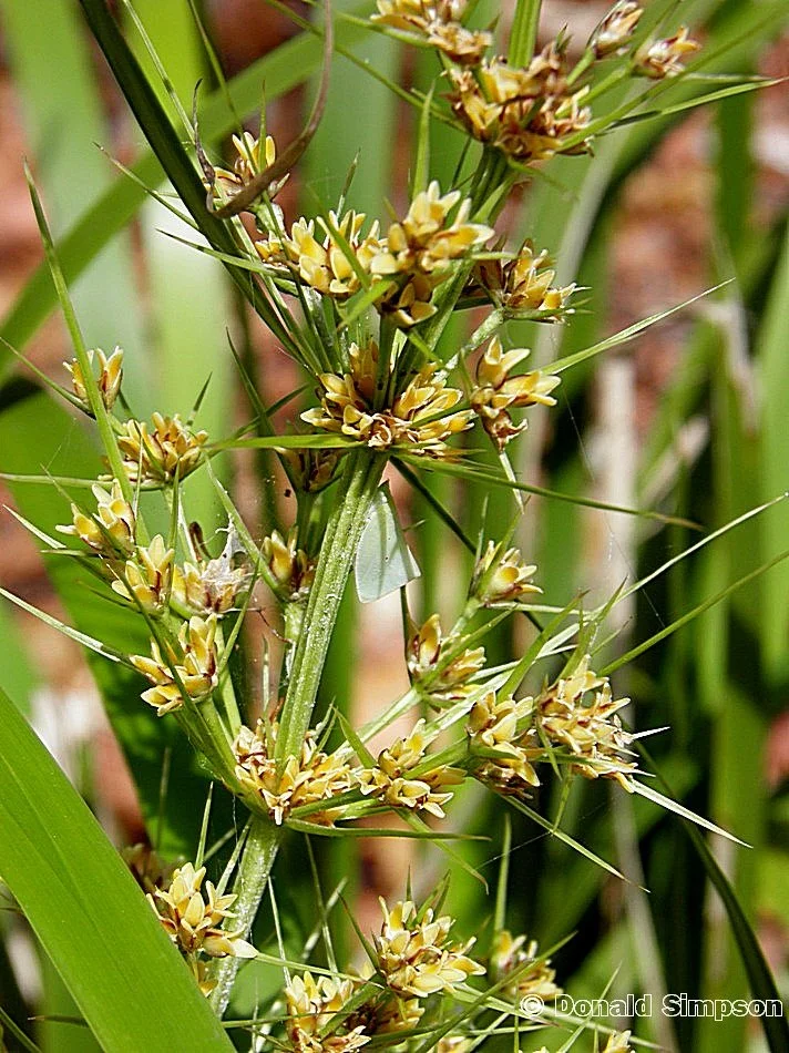 Lomandra hystrix (Slender mat-rush) — Territory Native Plants