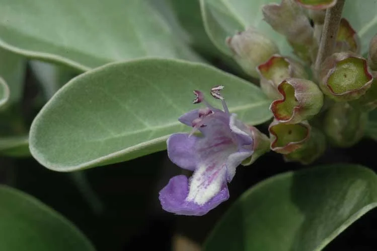 Vitex rotundifolia (Beach Vitex) — Territory Native Plants