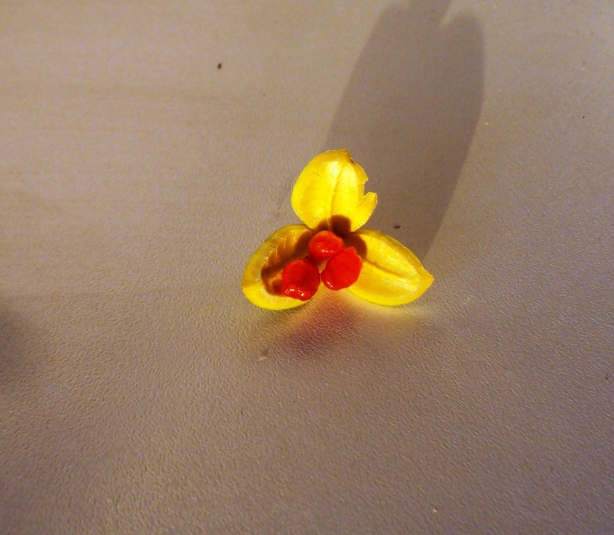 Denhamia obscura (Wooodland Feature) — Territory Native Plants