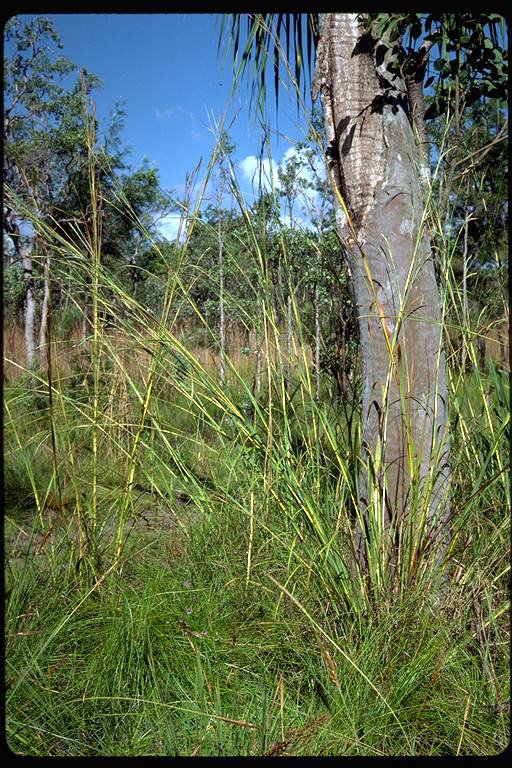 Heteropogon triticeus (Giant Spear Grass) — Territory Native Plants