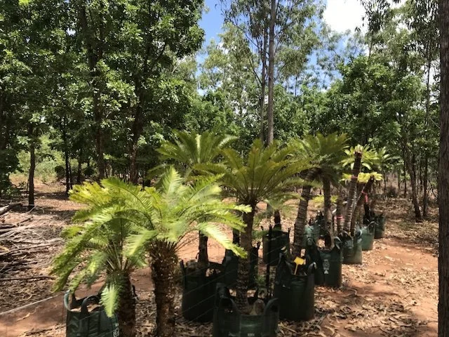 Cycas armstrongii (Darwin Cycad/Fire Fern) — Territory Native Plants