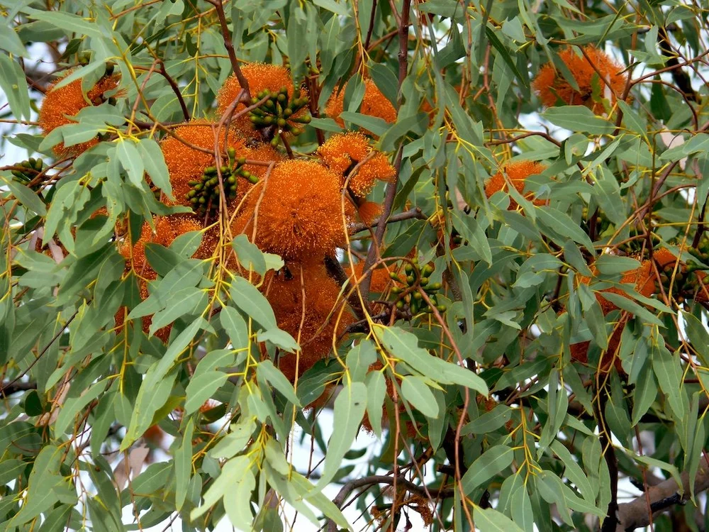 Eucalyptus phoenicea (Scarlet gum) — Territory Native Plants