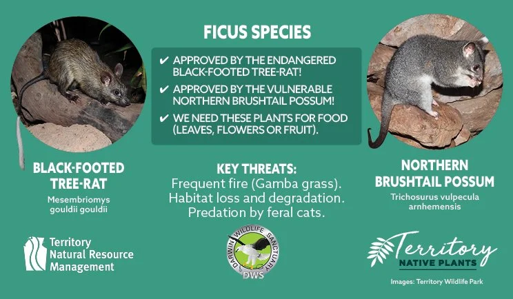 Ficus aculeata (Sandpaper Fig) — Territory Native Plants