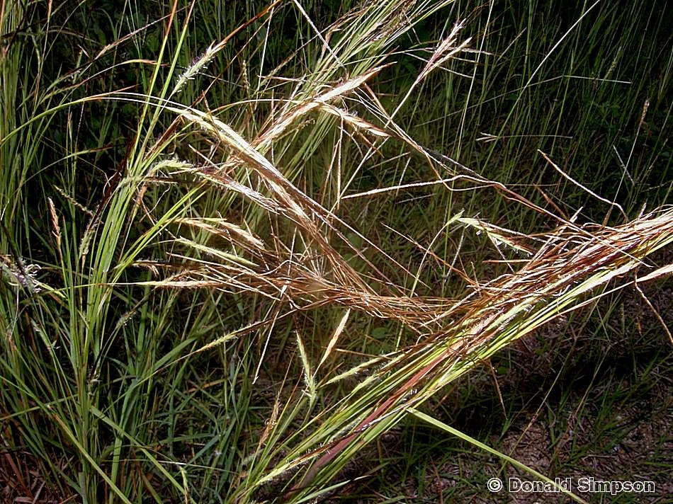 Heteropogon contortus (Black Speargrass) — Territory Native Plants