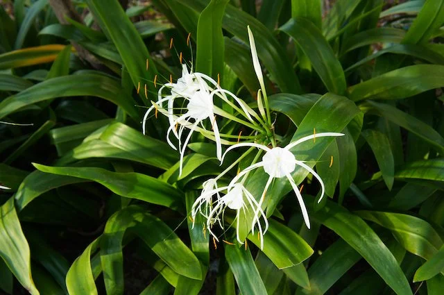 Hymenocallis littoralis (Beach Spider-Lilly) — Territory Native Plants
