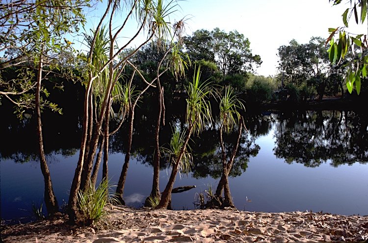 Pandanus aquaticus (River Pandanus) — Territory Native Plants
