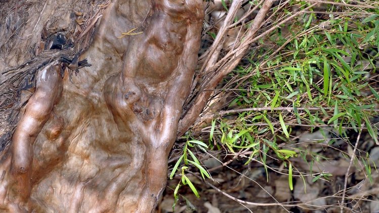 Leptospermum madidum (Weeping Tea Tree) — Territory Native Plants