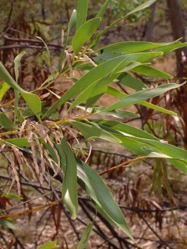 Acacia leptocarpa (Coastal Wattle) — Territory Native Plants