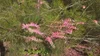 Grevillea dryandri (Dryandri) — Territory Native Plants
