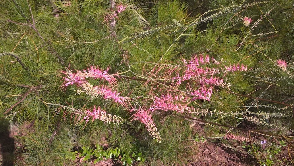 Grevillea dryandri (Dryandri) — Territory Native Plants