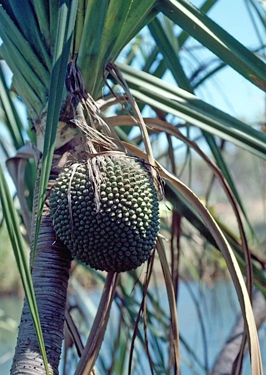 Pandanus aquaticus (River Pandanus) — Territory Native Plants