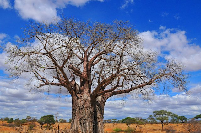 Adansonia digitata (African baobab) — Territory Native Plants