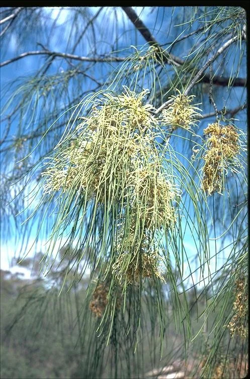 Hakea lorea (Corkwood) — Territory Native Plants