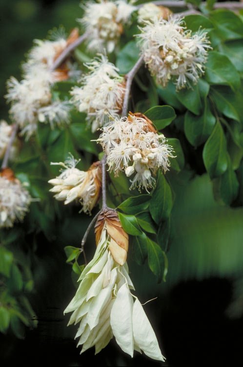 Maniltoa Grandiflora Lenticellata (Silk Handkerchief Tree) — Territory ...