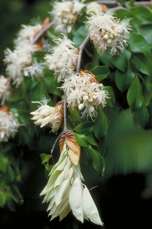 Maniltoa Grandiflora Lenticellata (Silk Handkerchief Tree) — Territory ...