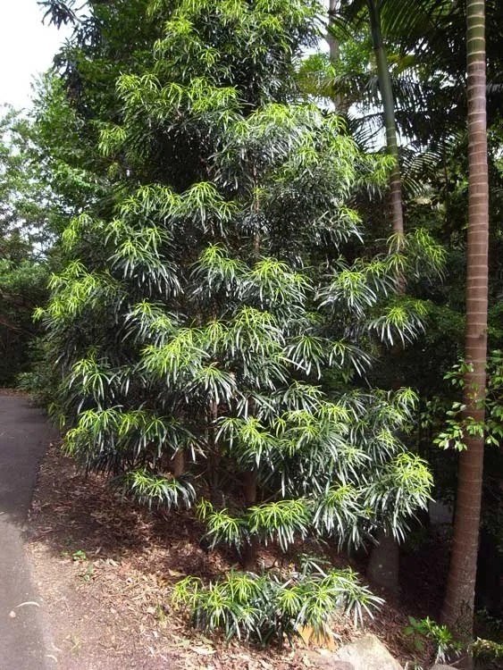 Podocarpus grayae (Weeping Brown Pine) — Territory Native Plants
