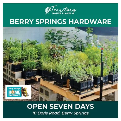 Leptospermum madidum (Weeping Tea Tree) — Territory Native Plants