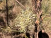 Hakea lorea (Corkwood) — Territory Native Plants