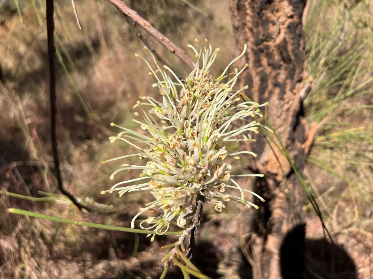 Hakea lorea (Corkwood) — Territory Native Plants