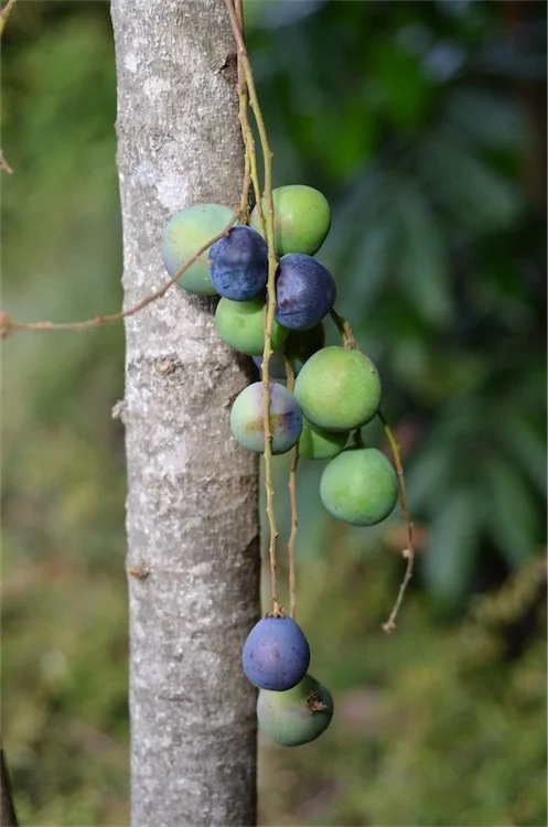 Davidsonia pruriens (Davidson plum) — Territory Native Plants