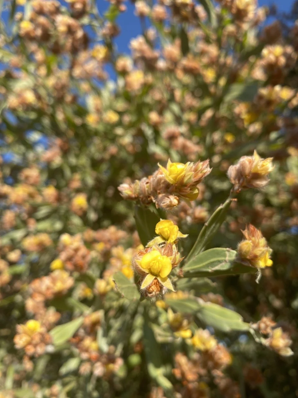 Jacksonia dilatata (Jacksonia) — Territory Native Plants