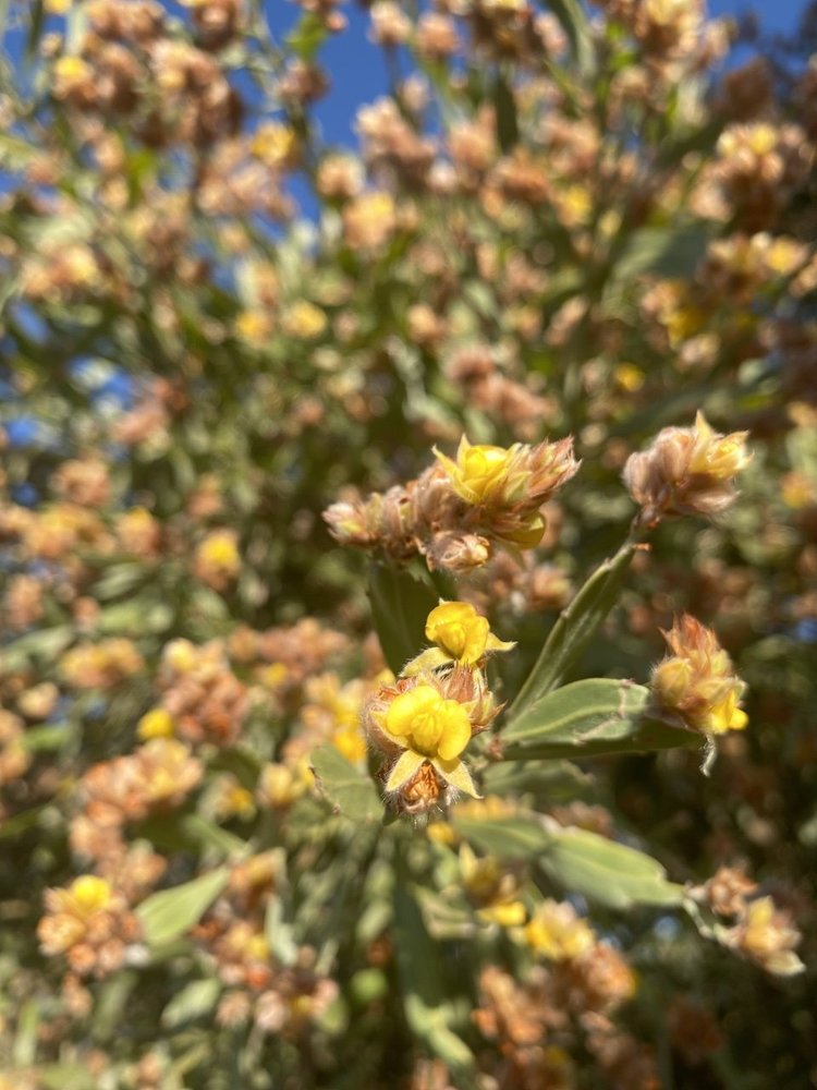 Jacksonia dilatata (Jacksonia) — Territory Native Plants