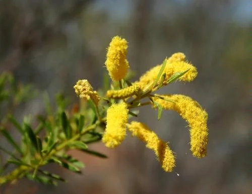 Acacia lysiphloia (Turpentine Bush) — Territory Native Plants