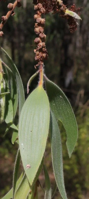 Melaleuca cajuputi (Cajuput Paperbark) — Territory Native Plants