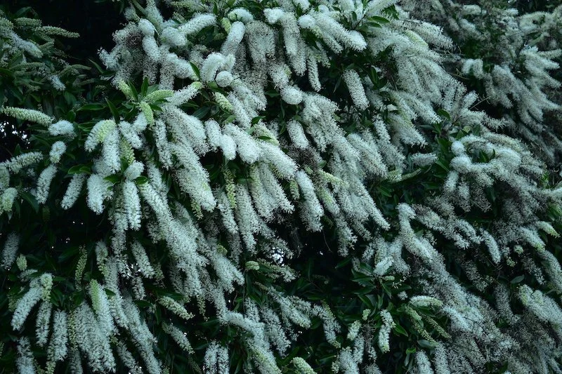 Buckinghamia celsissima (Ivory Curl Tree) — Territory Native Plants