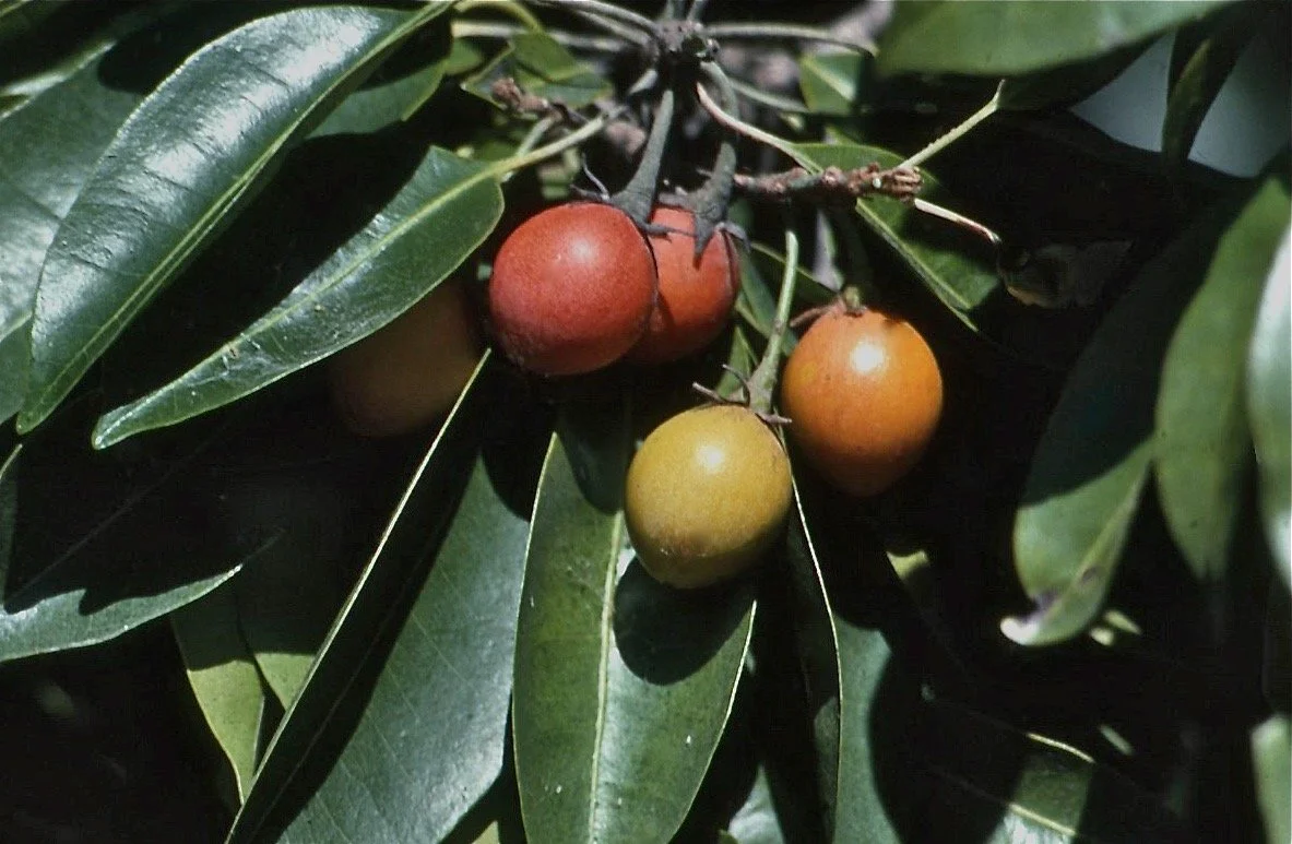 Mimusops elengi (NT Native) — Territory Native Plants