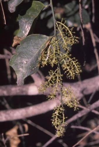 Opilia amentacea (Opilia) — Territory Native Plants
