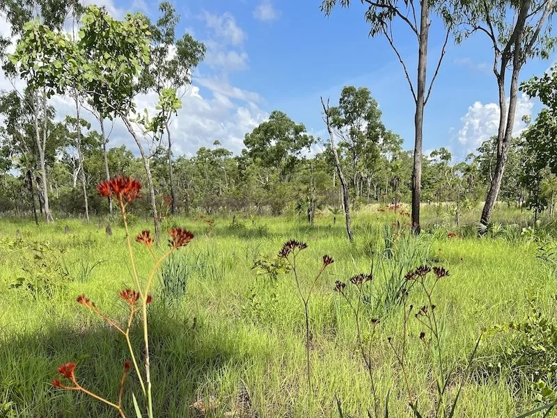 Haemodorum coccineum (Scarlet-flowered Bloodroot) — Territory Native Plants
