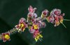 Davidsonia pruriens (Davidson plum) — Territory Native Plants
