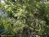 Delicious endemic NT Native edible. Favoured bush tucker. Small ...