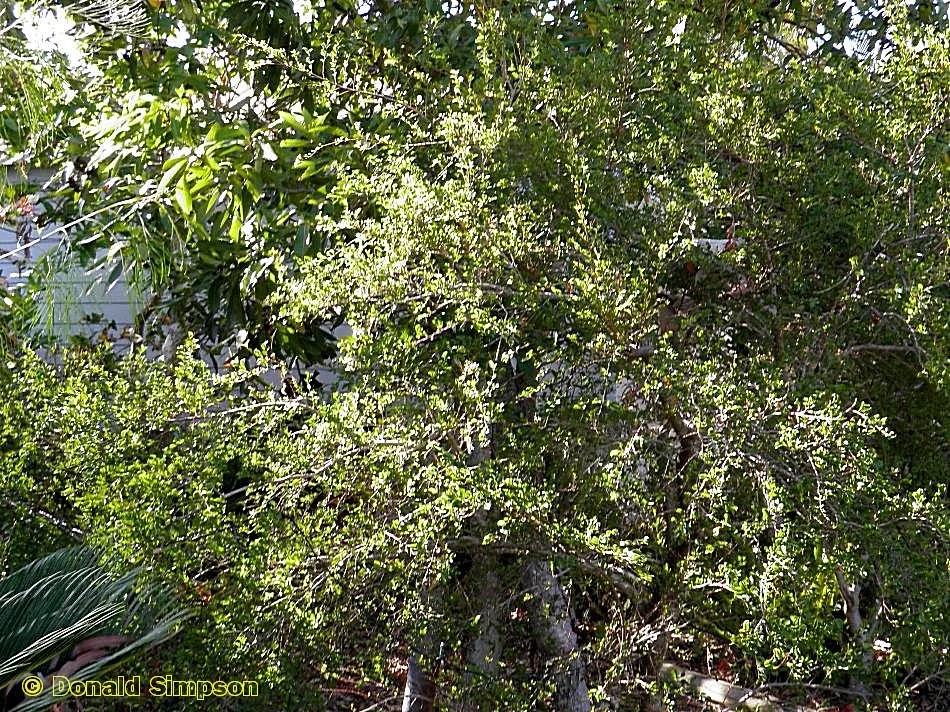 Delicious endemic NT Native edible. Favoured bush tucker. Small ...