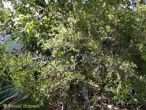 Delicious endemic NT Native edible. Favoured bush tucker. Small ...