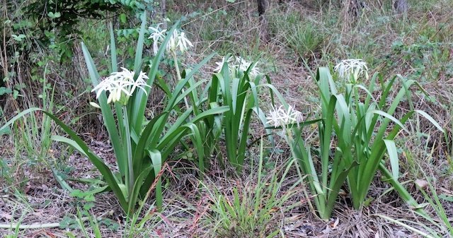 Crinum arenarium (Field Lily) — Territory Native Plants