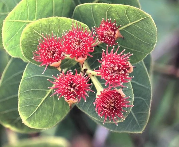 Corymbia dunlopiana (Dunlop's Bloodwood) — Territory Native Plants